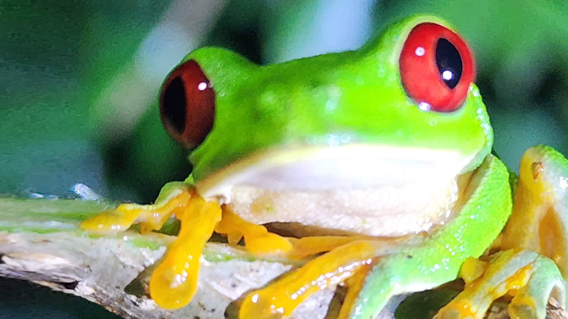 Santa Lucía Falls – Private Jungle & Waterfall Tours in Costa Rica